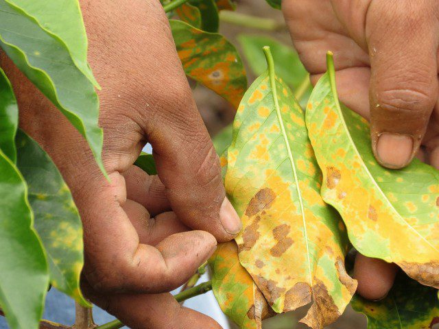 CR-10 the new coffee rust killer by BioNovelus - Comunicaffe International