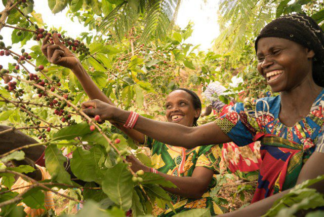 Let's Talk Coffee Best of Rwanda unites Rwandan farmers with ...