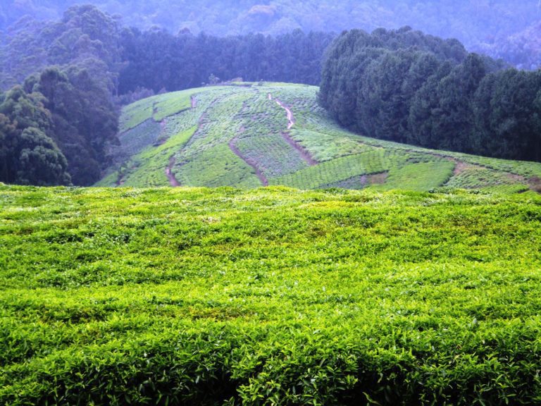 East African Teas to be showcased during the 3rd African Tea Convention