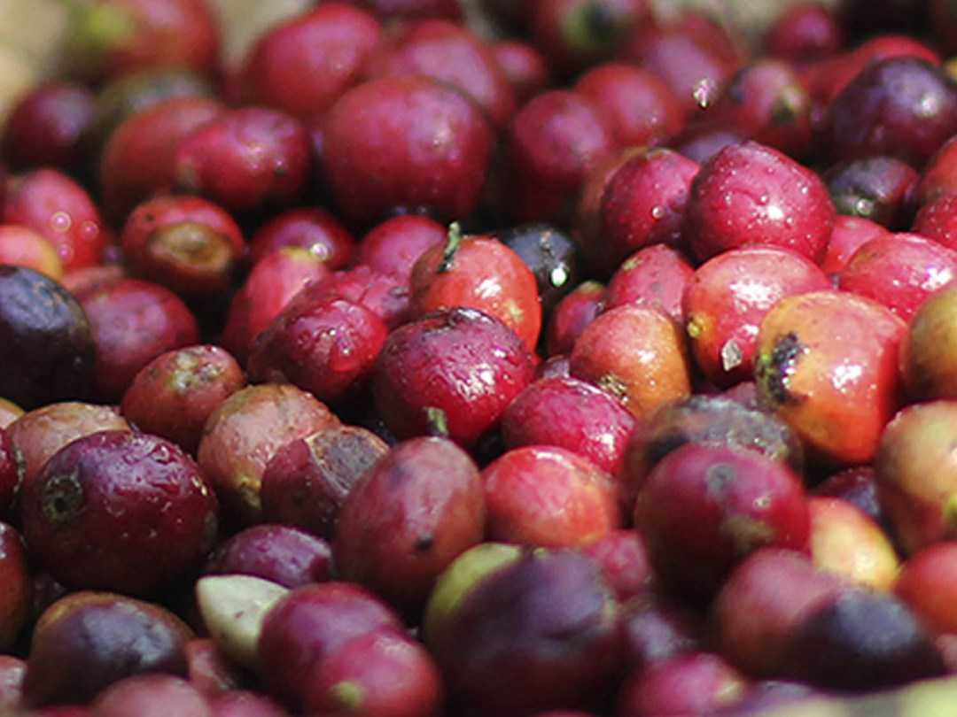 EU's IACT projects supports the coffee value chain in the Fiji islands