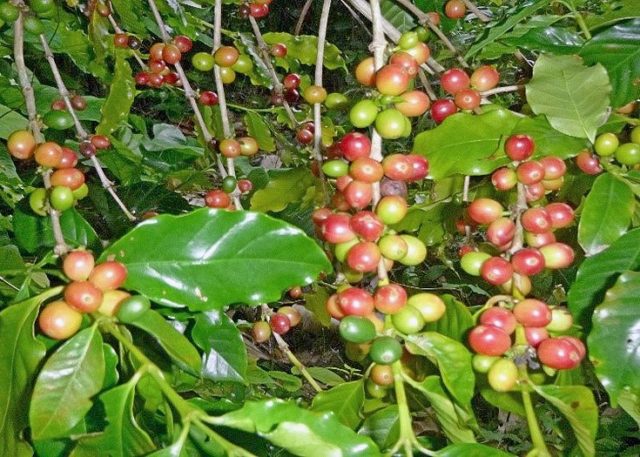 Japanese coffee roaster Ueshima tests Arabica coffee grown on Rota Island