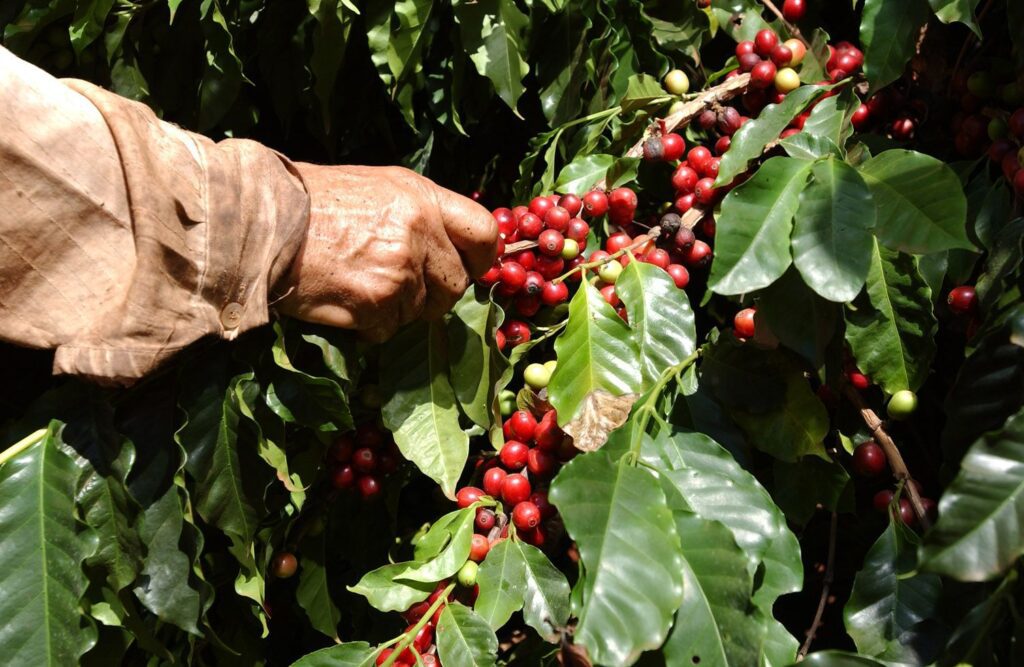 Brazil and Colombia seal alliance to guarantee income of coffee growers