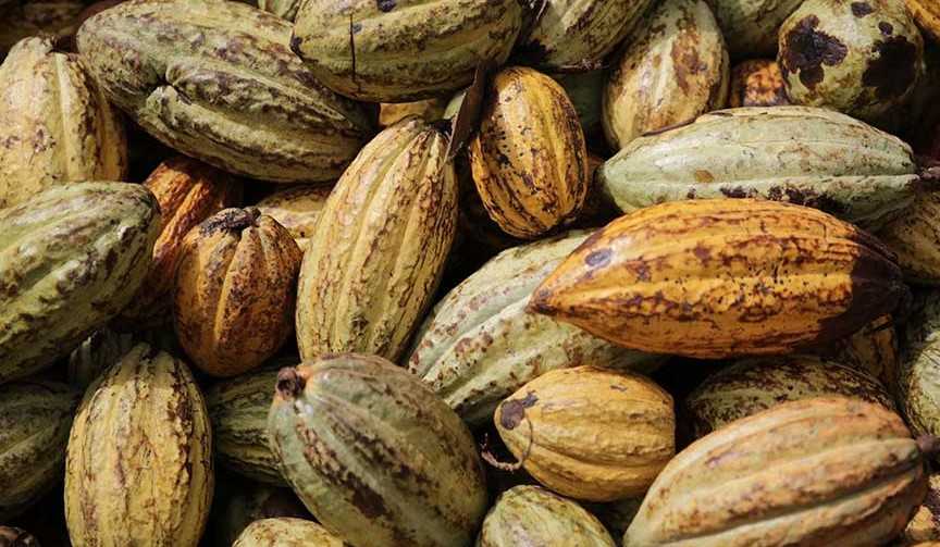 KitKat to source Rainforest Alliance Certified cocoa from October 2020
