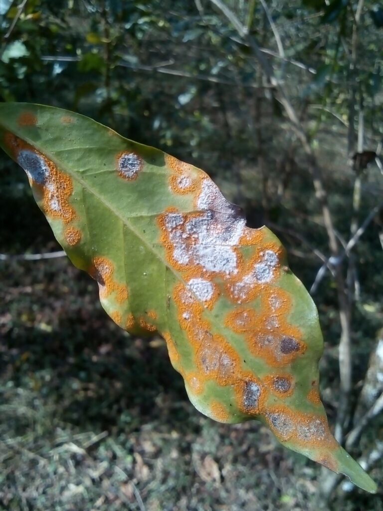 Fungus that eats fungus could help coffee farmers, shows Swedish study