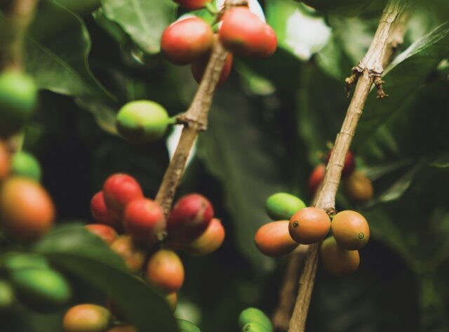 New illustrated guide highlights Ethiopia’s little-known Forest Coffee