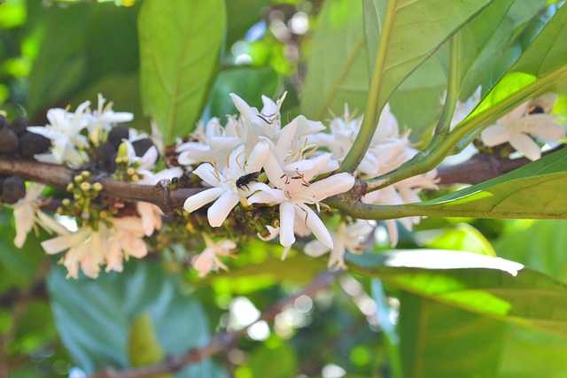 Coffee plants at risk from pollinator loss, says new study from UCL