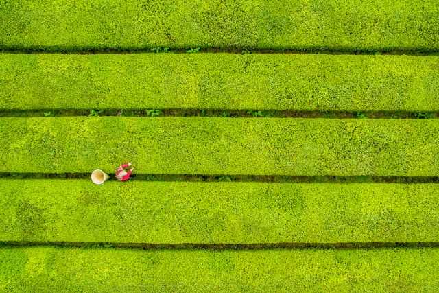 WASTEA, the new leather-like material derived from tea waste